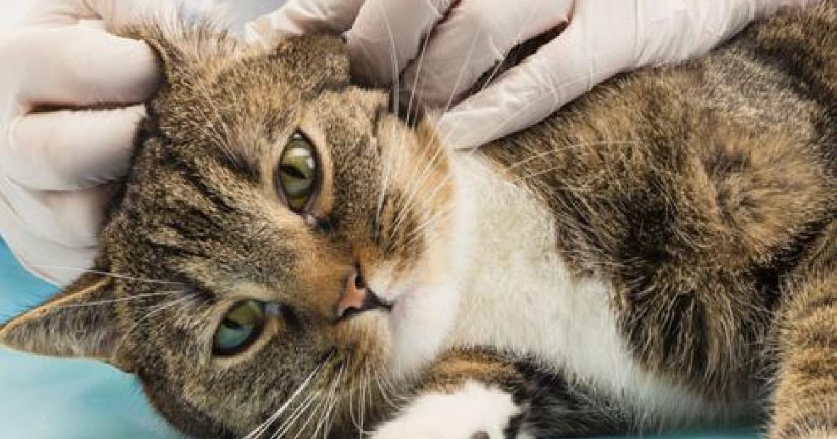 Infeksi Telinga (Otitis) Pada Kucing | Kucingkita.com