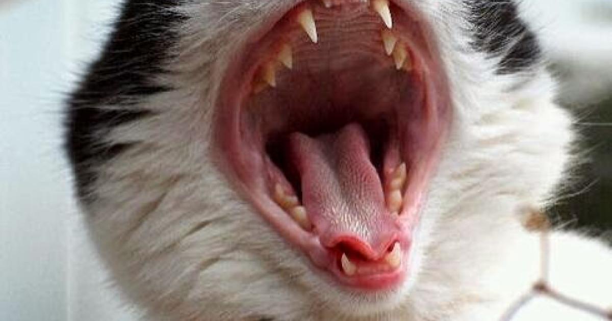 Perkembangan Gigi Kucing | Kucingkita.com