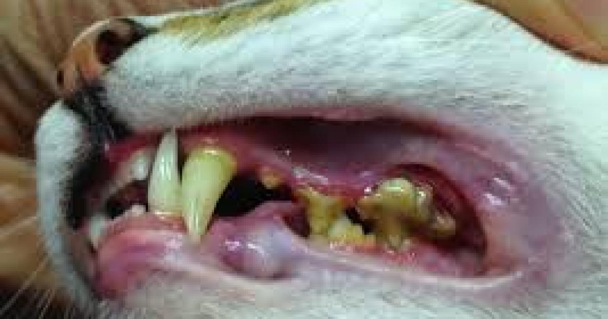 Faktor Yang Mempengaruhi Pembentukan Karang Gigi | Kucingkita.com