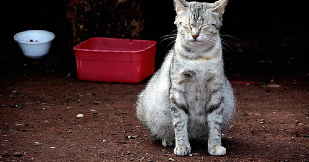 Bunting Palsu Pada Kucing | Kucingkita.com